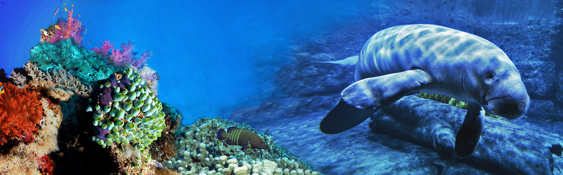 Calming Manatee Desktop