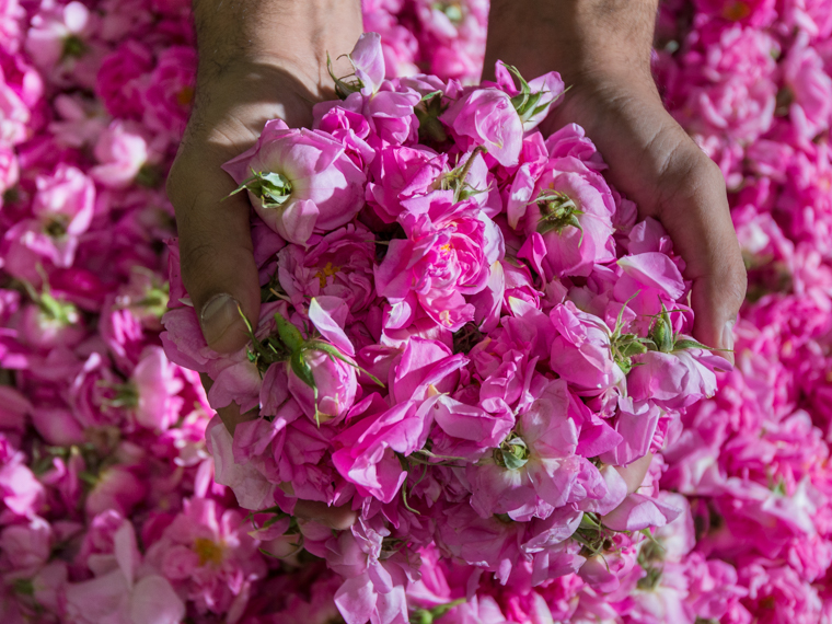 Two Days in Taif - Visit Saudi Official Website